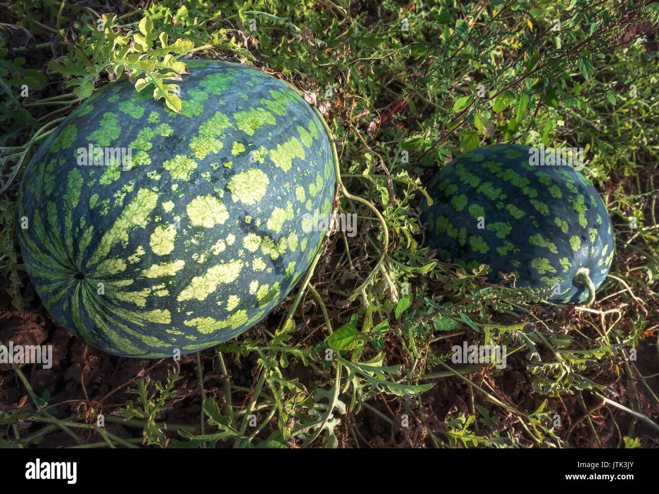 Two watermelons hi-res stock photography and images - Alamy