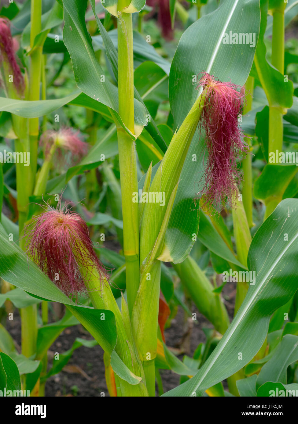 Sweet Corn or Maize flowering in garden Stock Photo - Alamy