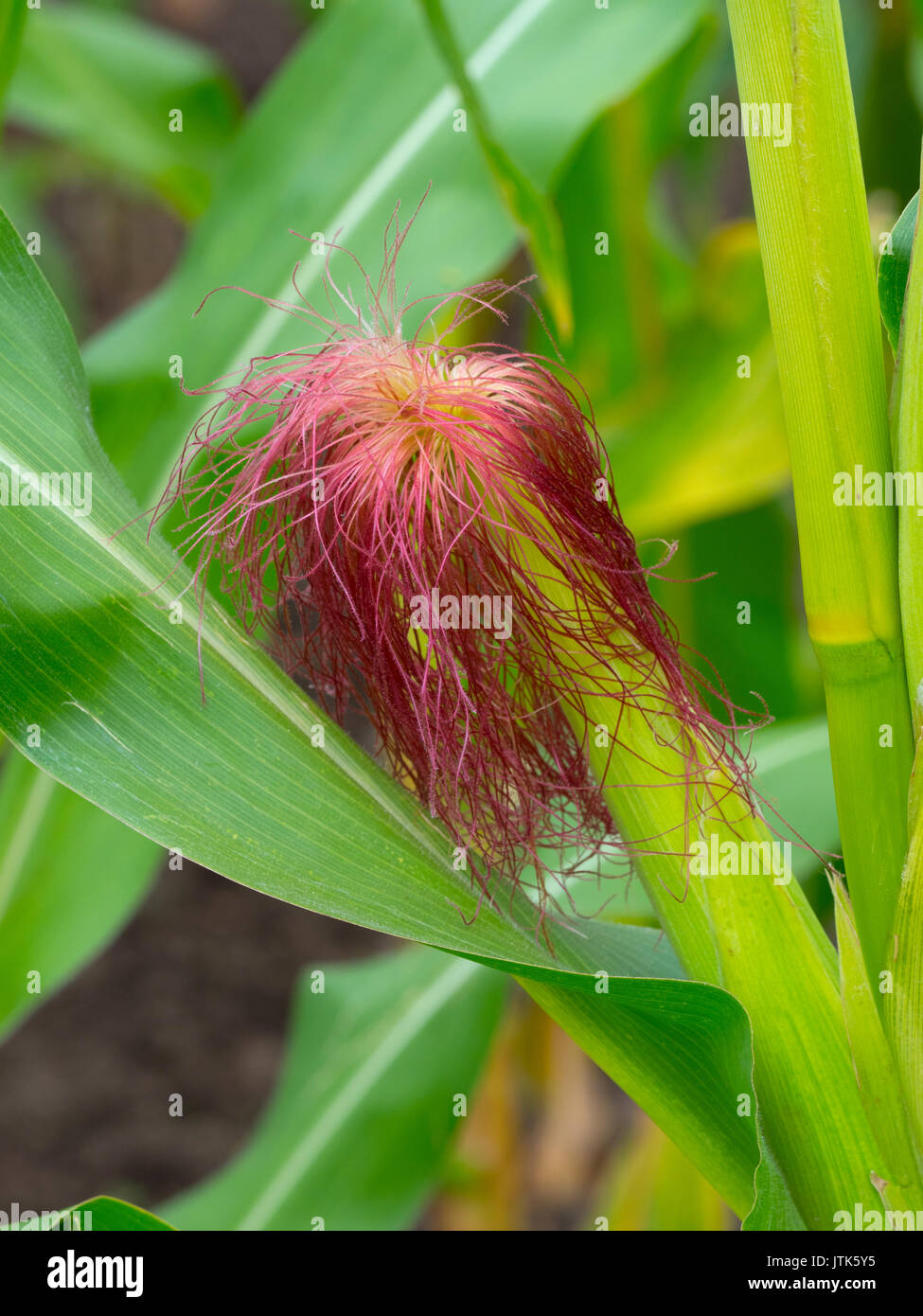 Sweet Corn or Maize flowering in garden Stock Photo - Alamy