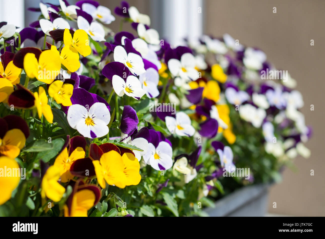 Pansy leaves hi-res stock photography and images - Alamy