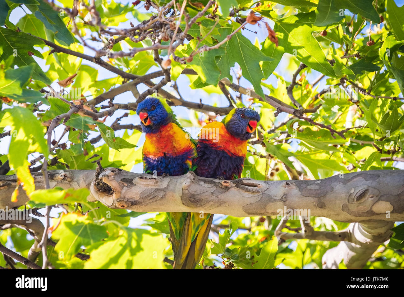 Ara sa hi-res stock photography and images - Alamy