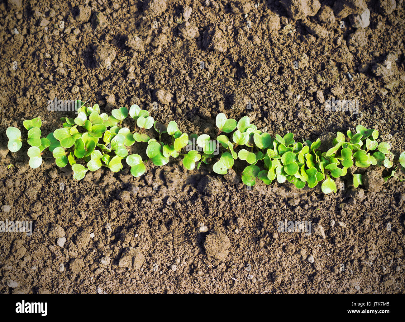 Radish seedlings hi-res stock photography and images - Alamy