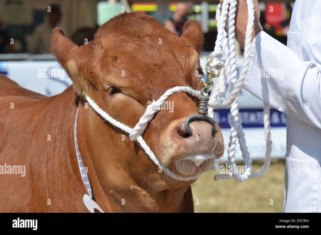 Tethered cows hi-res stock photography and images - Alamy
