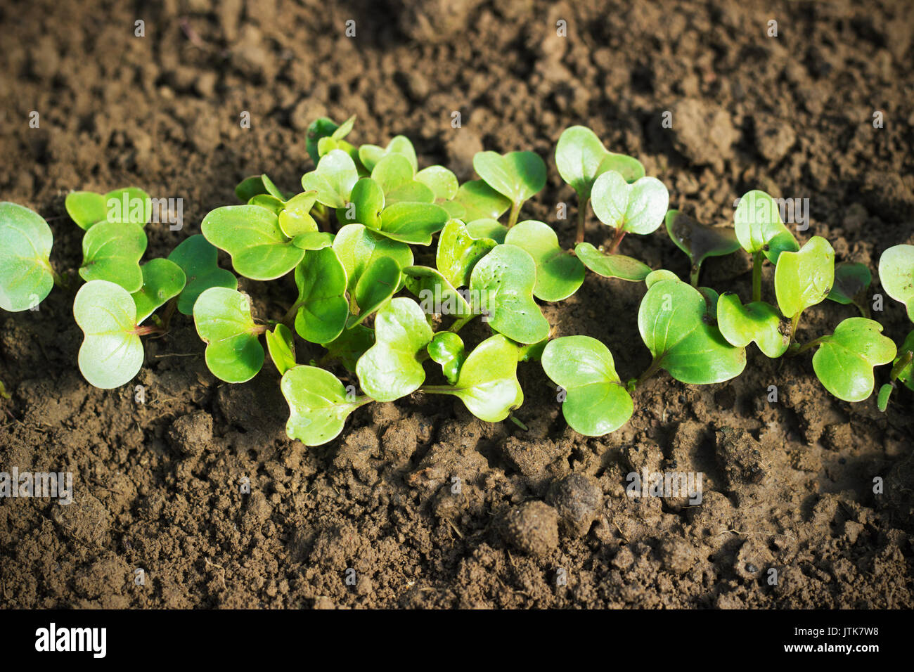 Fertilizing seedlings hi-res stock photography and images - Alamy