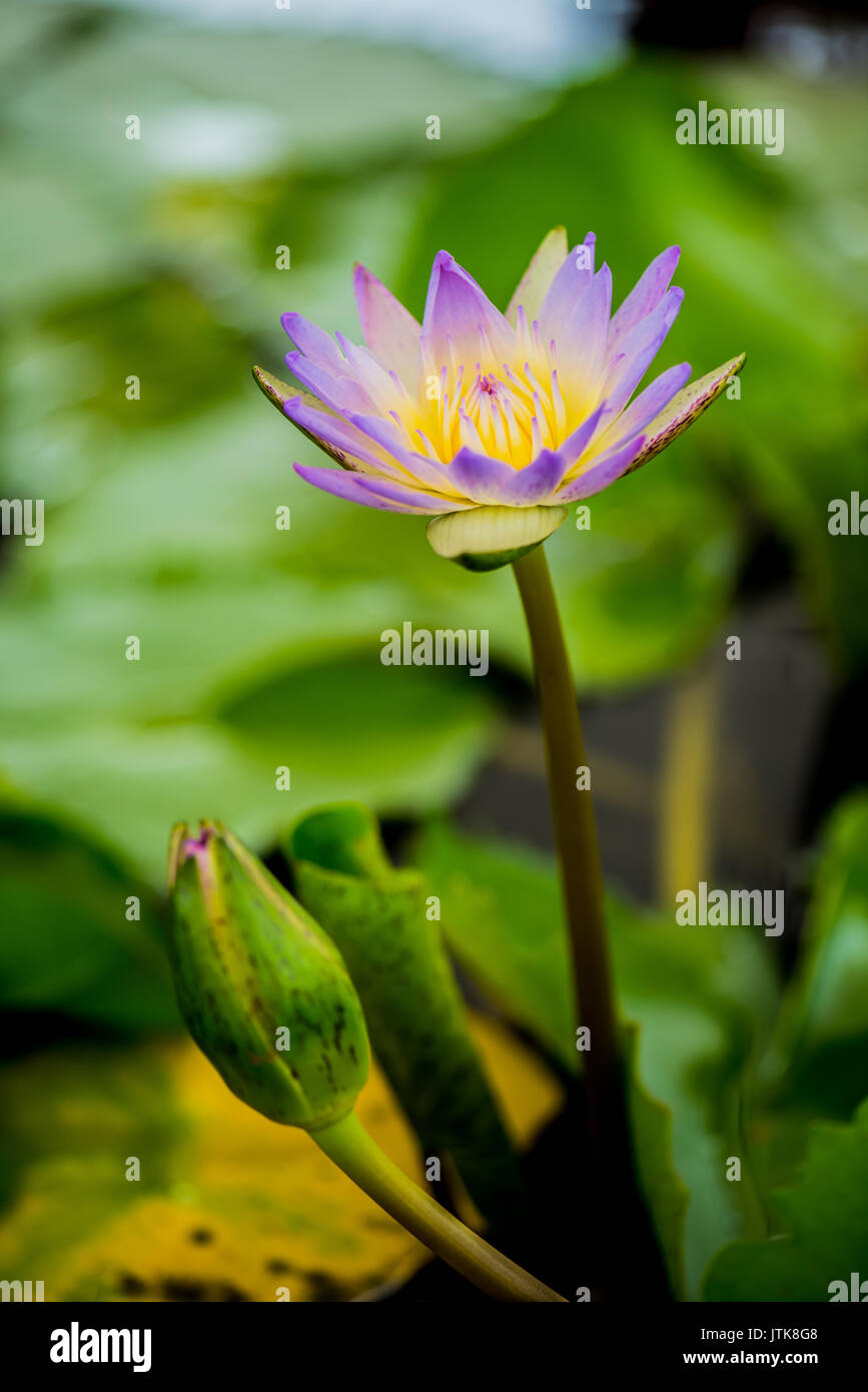 blooming lotus flower in the botanical garden Stock Photo - Alamy
