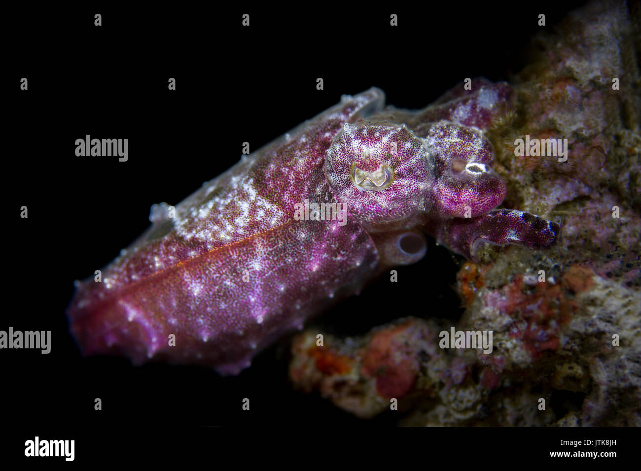Pygmy Cuttlefish (Sepia bandensis) in the Lembeh Strait Stock Photo - Alamy