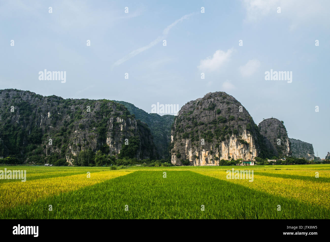 Limestone Landscape with Rice Paddies in Neon Green and Yellow, Tam Coc ...