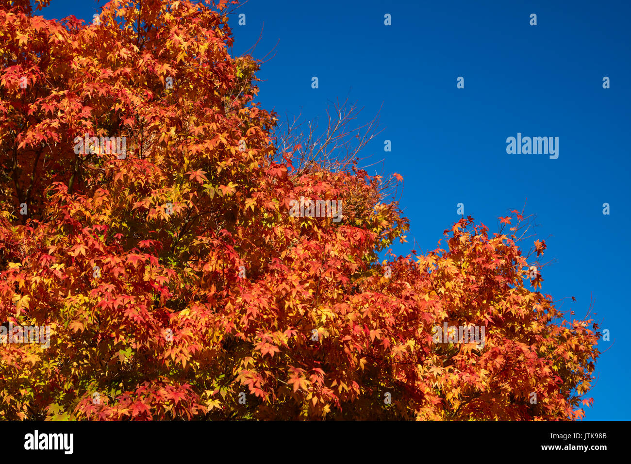 Maple tree, Botanic Gardens, Dunedin, Otago, South Island, New Zealand ...