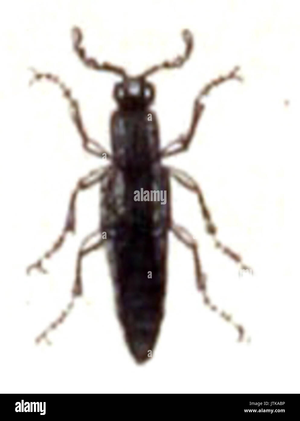 Stenus boops, a species of beetle, identified in 1858, showing the ...