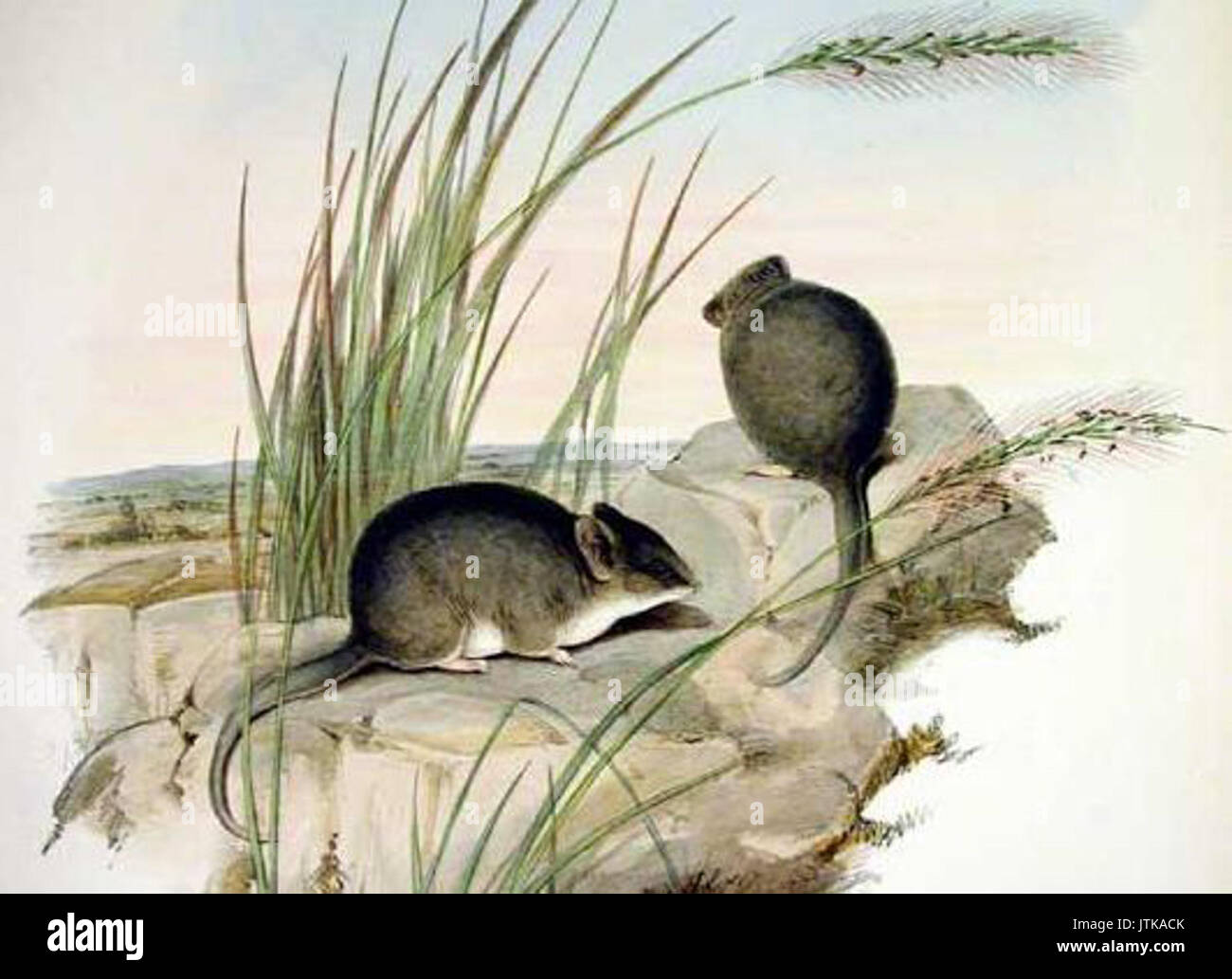 Sminthopsis macroura Gould Stock Photo - Alamy