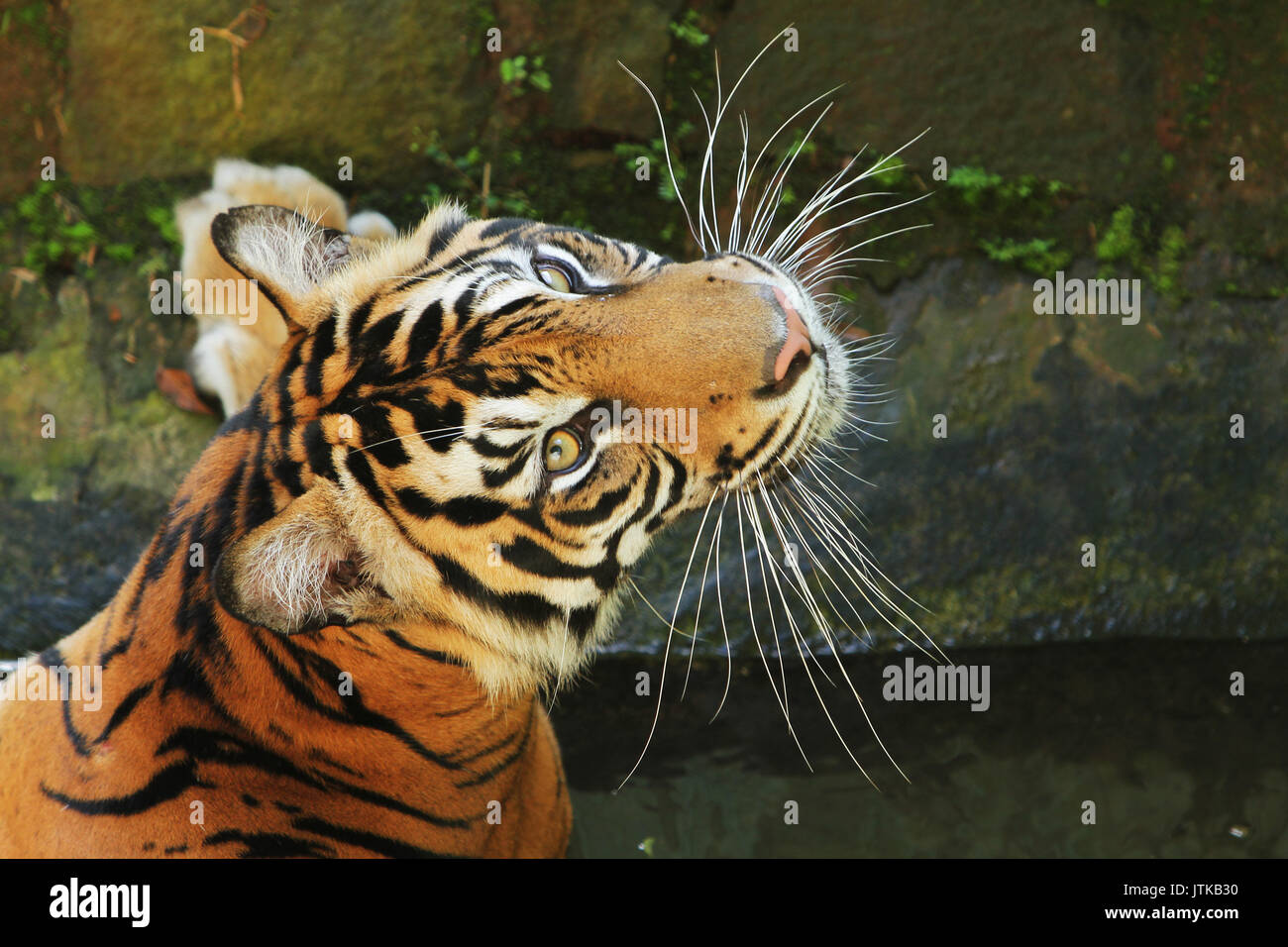 Mustache animal hi-res stock photography and images - Alamy