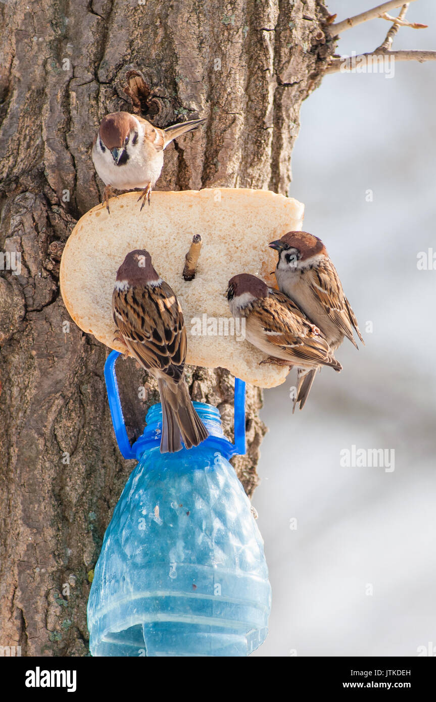 Four Sparrows are eating a slice of bread attached on a tree, over a ...