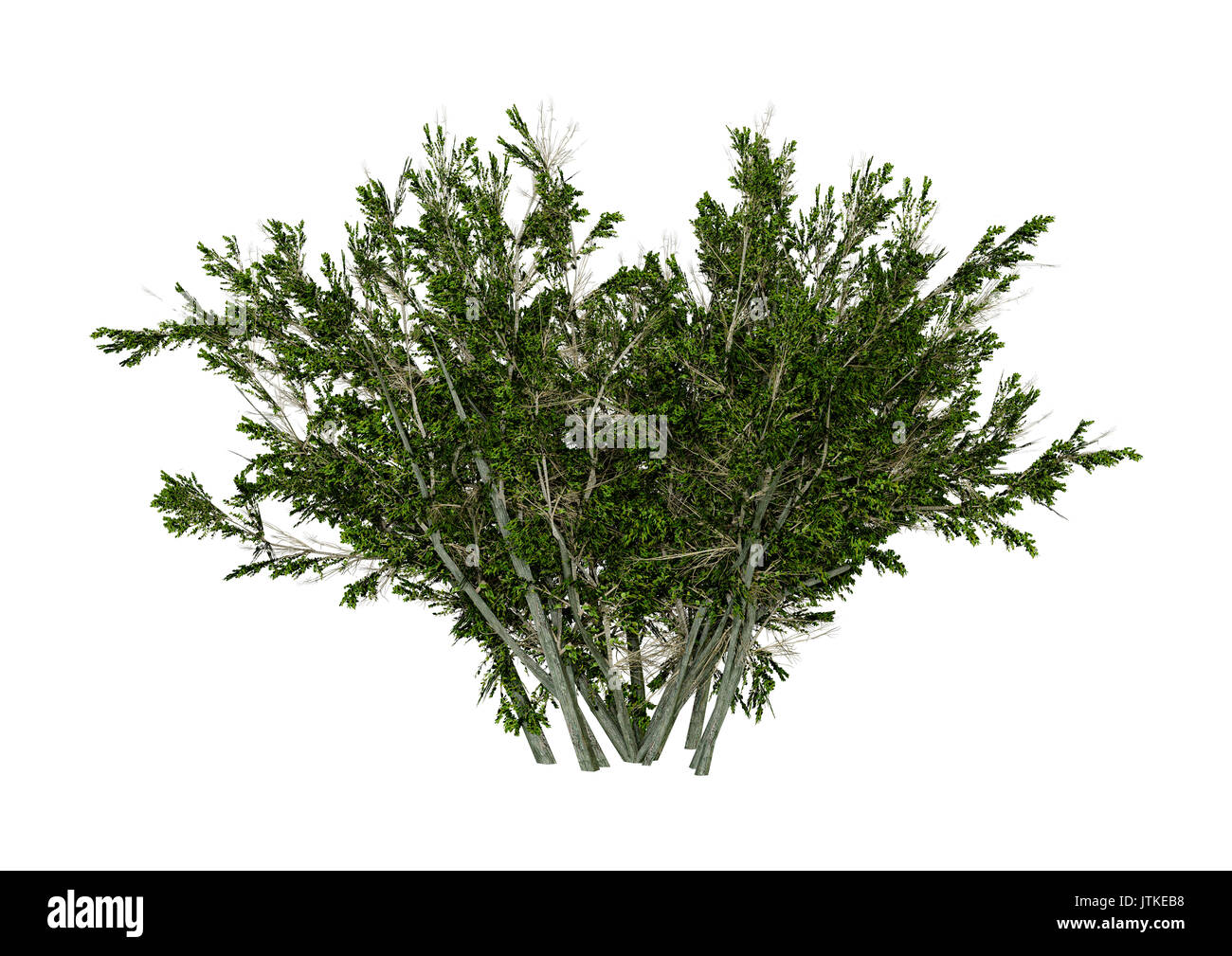 3D rendering of a creosote bush or Larrea tridentata or greasewood or ...
