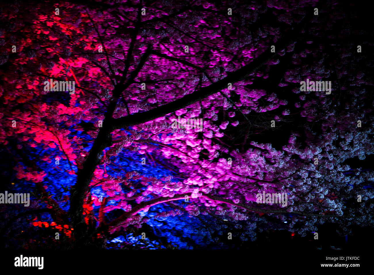Queen elizabeth park vancouver cherry hi-res stock photography and ...