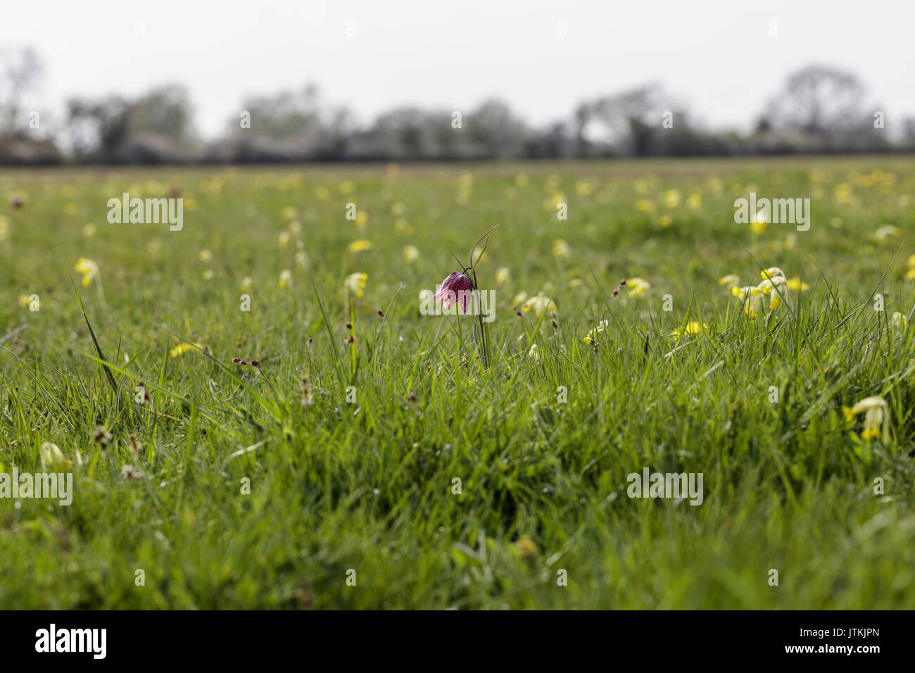 Snakes head fritilary hi-res stock photography and images - Alamy