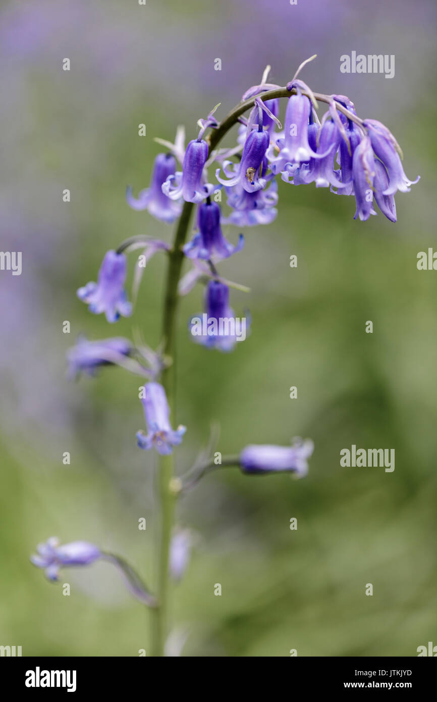Close up of mauve bluebell flowers hi-res stock photography and images ...