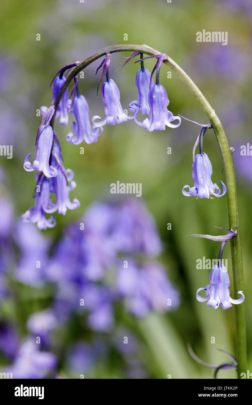 Close up of mauve bluebell flowers hi-res stock photography and images ...