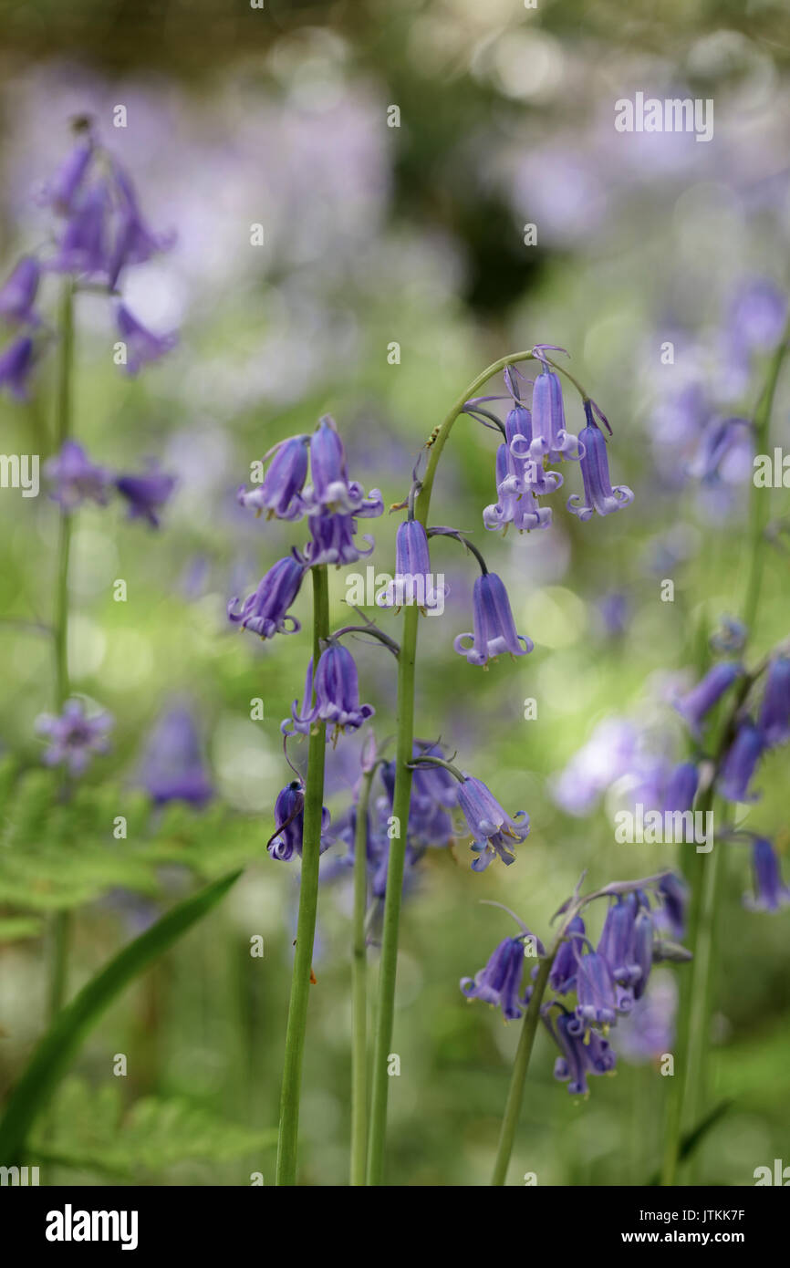 English native wild flowers hi-res stock photography and images - Alamy