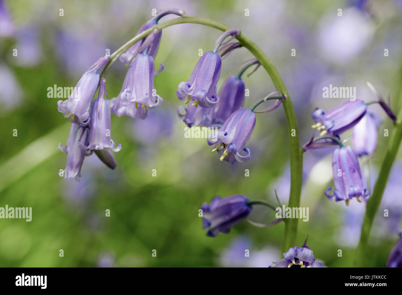 French bluebell hi-res stock photography and images - Alamy
