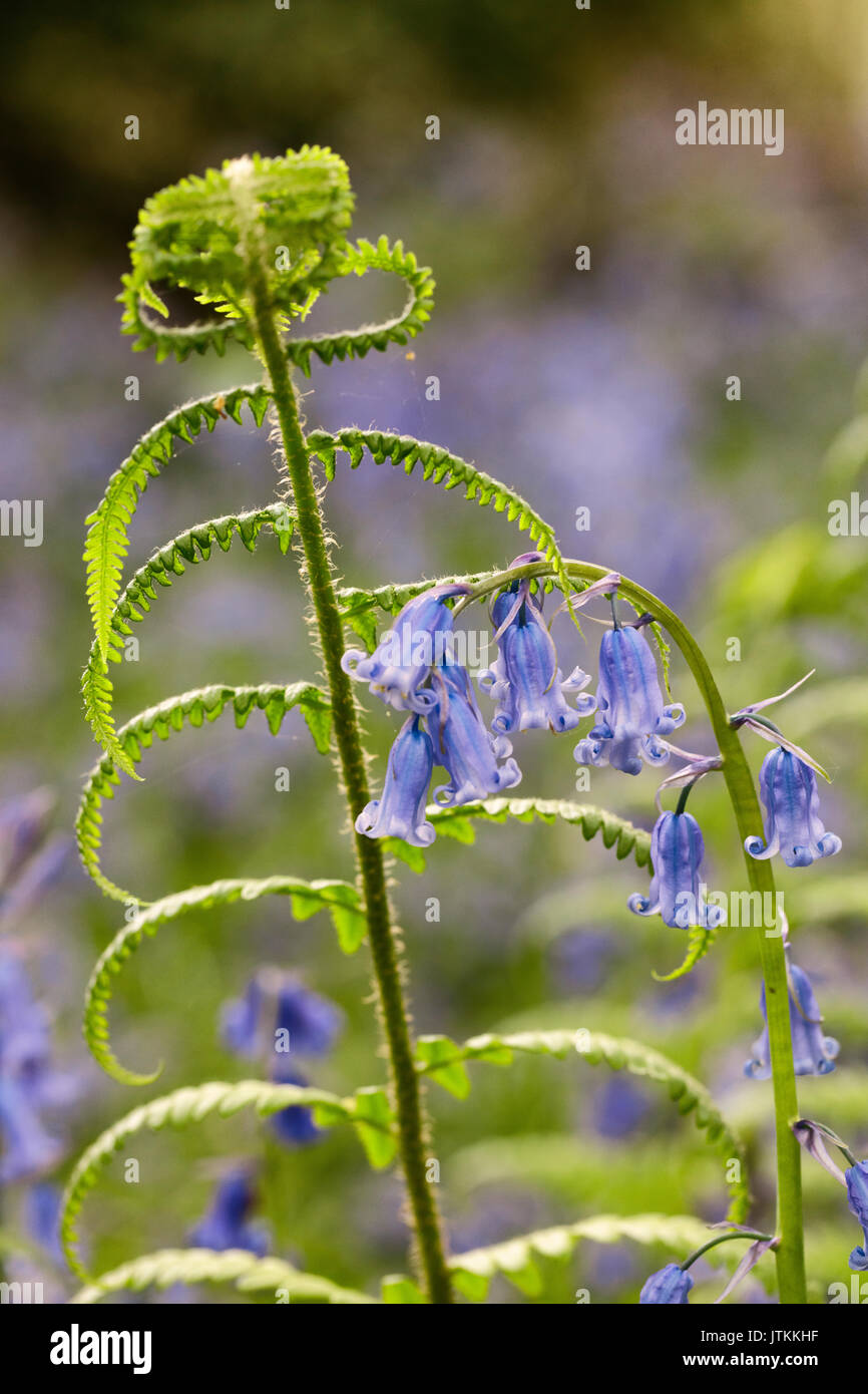 Close up of mauve bluebell flowers hi-res stock photography and images ...