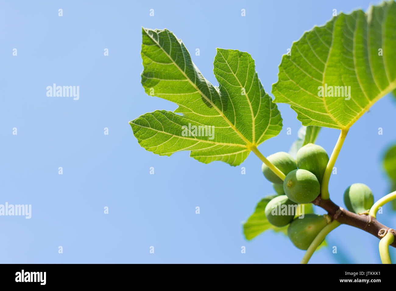 Green ripe figs ready to harvest on the branch of a fig tree with blue ...