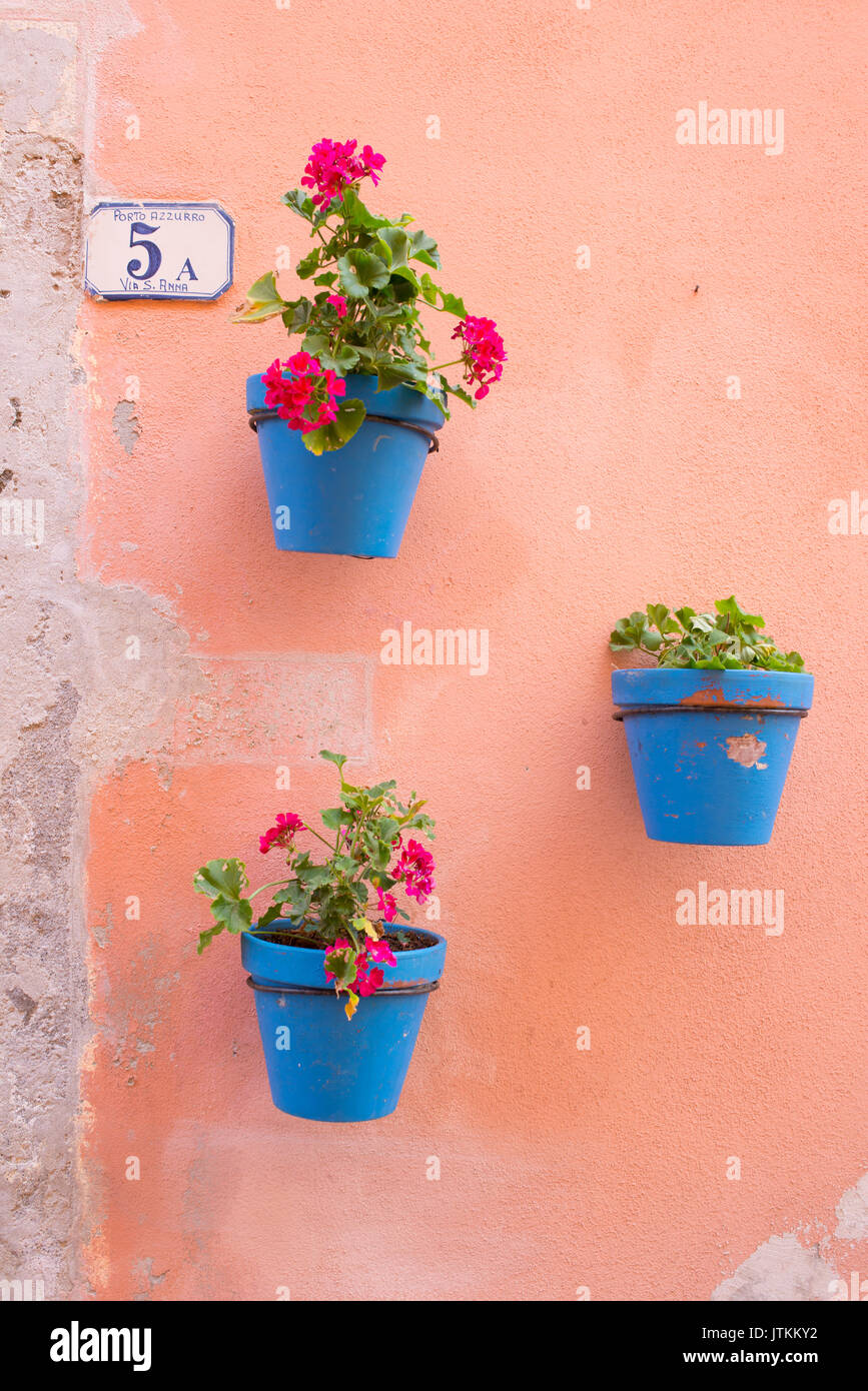 Three blue pots hung on a pastel pink wall with geranium plants with ...