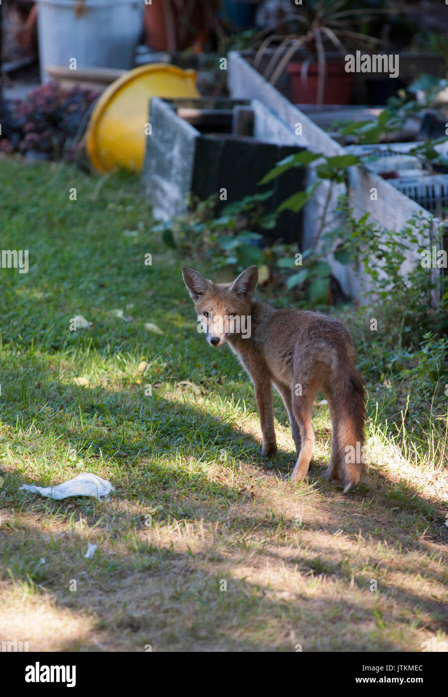 Red Fox Cub London High Resolution Stock Photography and Images - Alamy
