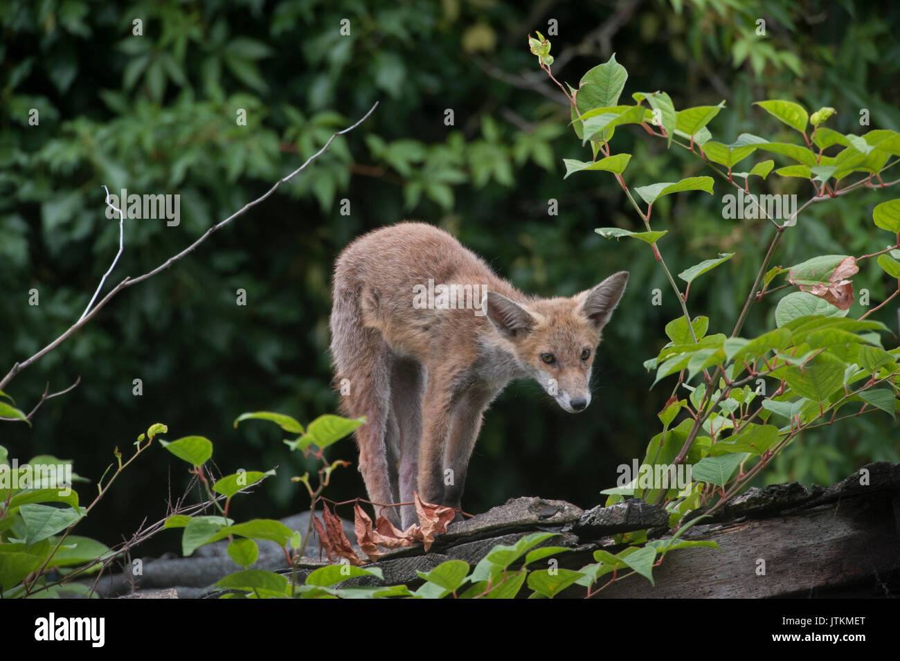 Red Fox cub, Vulpes vulpes, in a garden, London, United Kingdom Stock ...