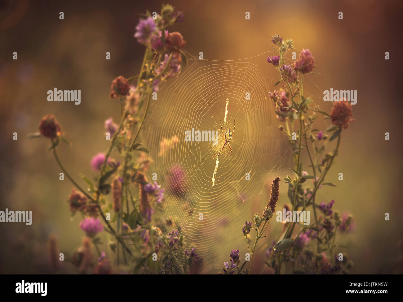 Argiope Bruennichi on the spider web Stock Photo - Alamy