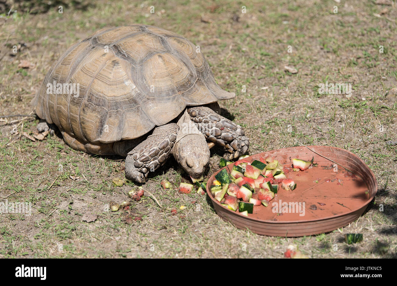 Cute portrait of tortoise in the park Stock Photo - Alamy