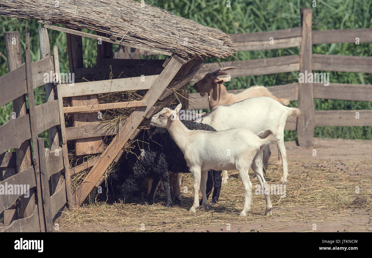 Goats Eating Hay High Resolution Stock Photography and Images - Alamy