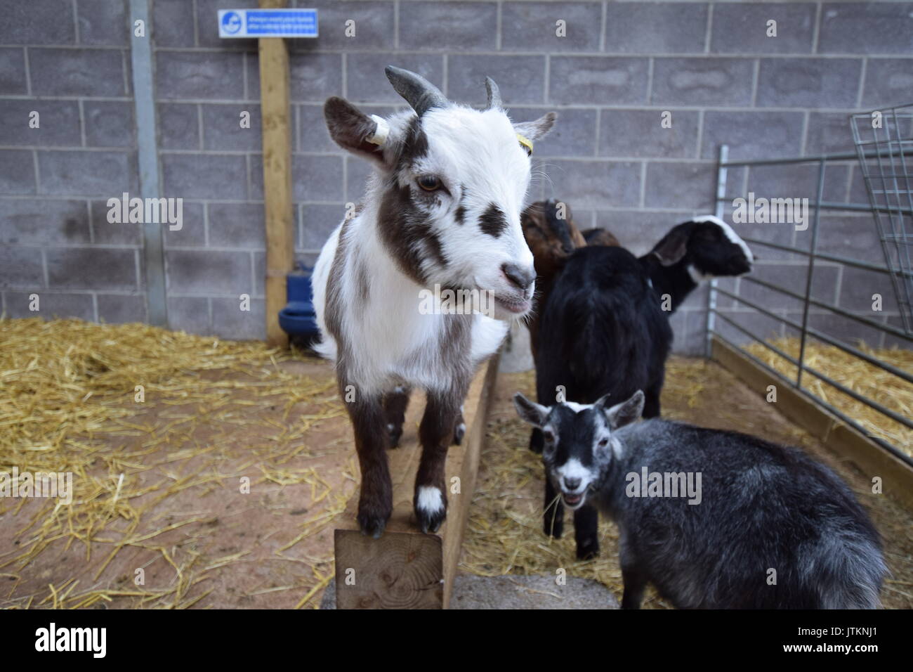 Goat balancing on crossbar Stock Photo - Alamy