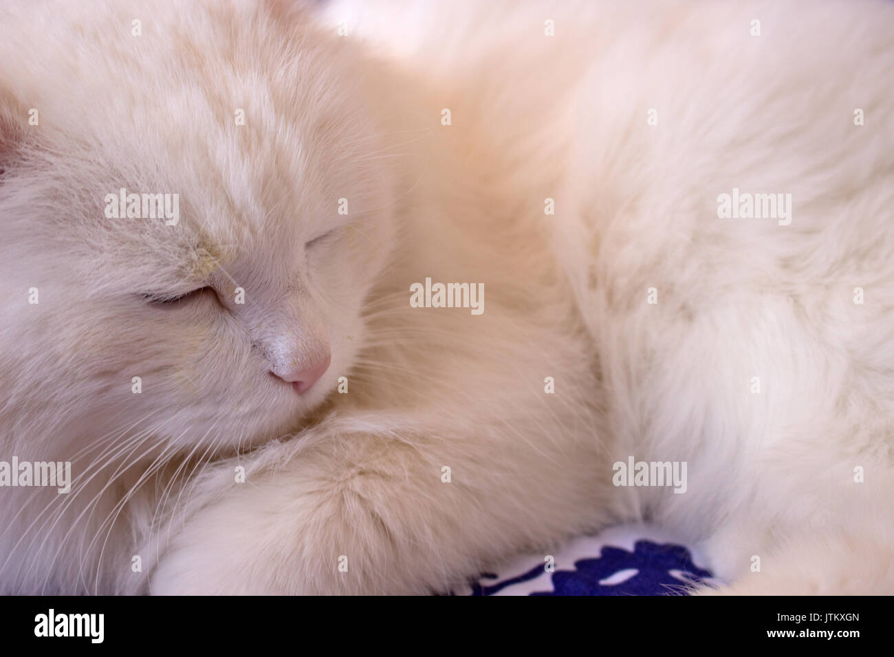 Cat. Beautiful white cat. Domestic animal. Turkish Angora Stock Photo ...