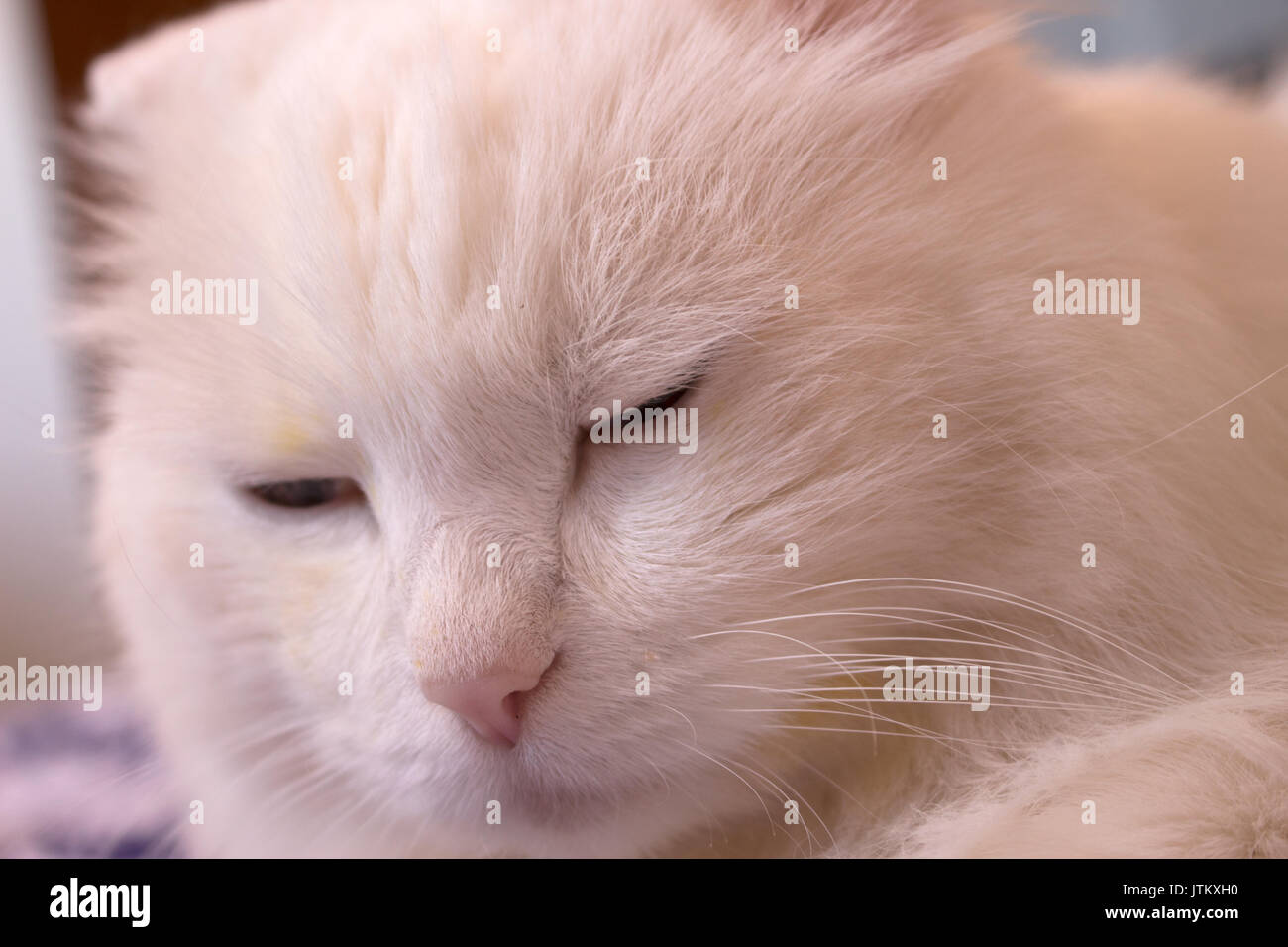 Cat. Beautiful white cat. Domestic animal. Turkish Angora Stock Photo ...