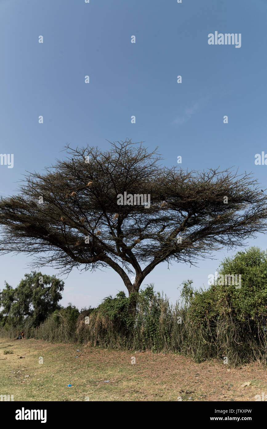 Beautiful ethiopia hi-res stock photography and images - Alamy