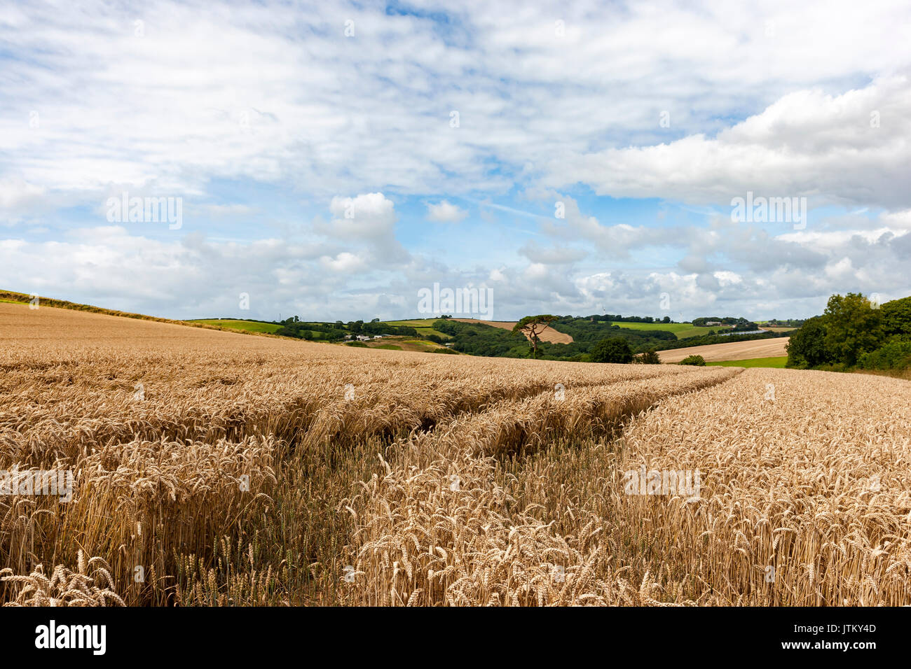 Wheat Field in Cornwall Stock Photo - Alamy