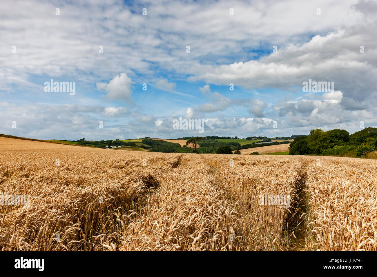 Wheat Field in Cornwall Stock Photo - Alamy