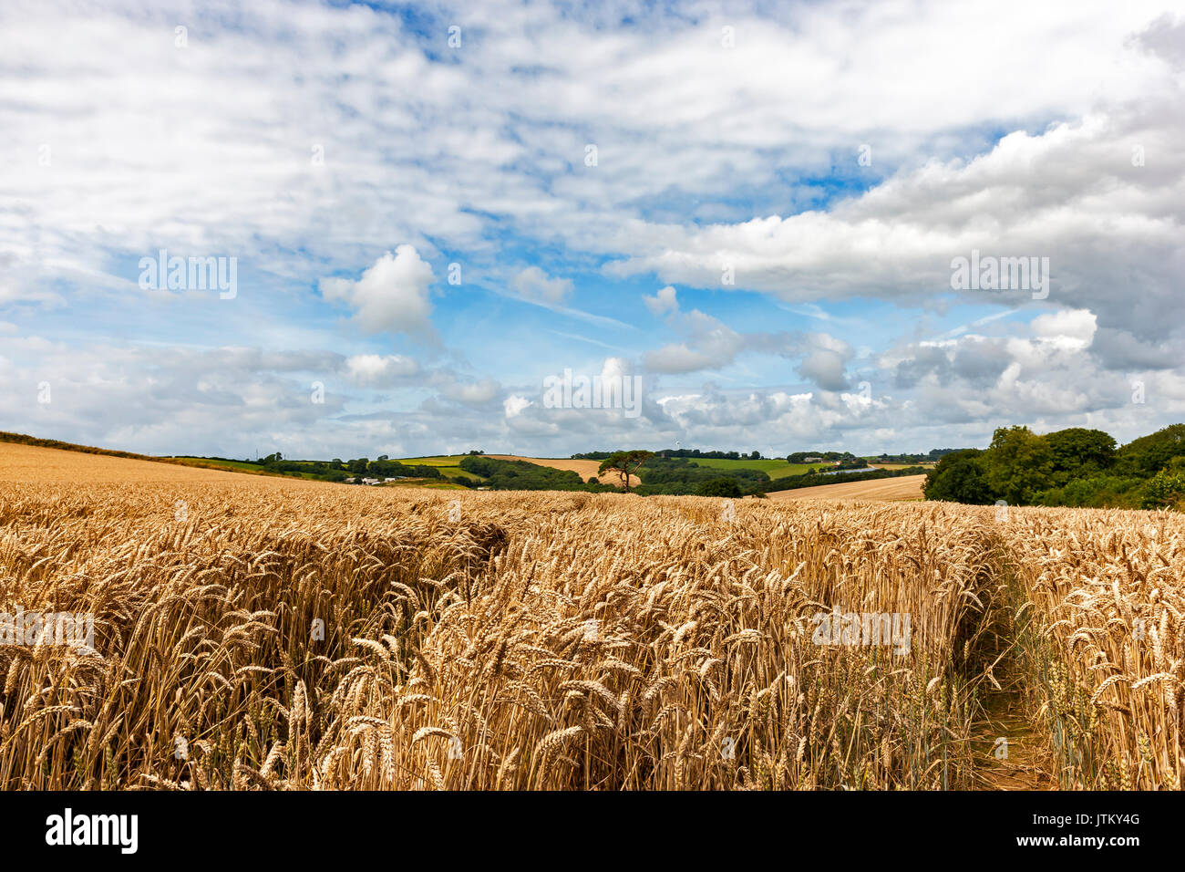 Wheat Field in Cornwall Stock Photo - Alamy