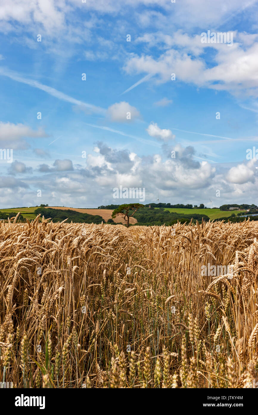 Wheat Field in Cornwall Stock Photo - Alamy