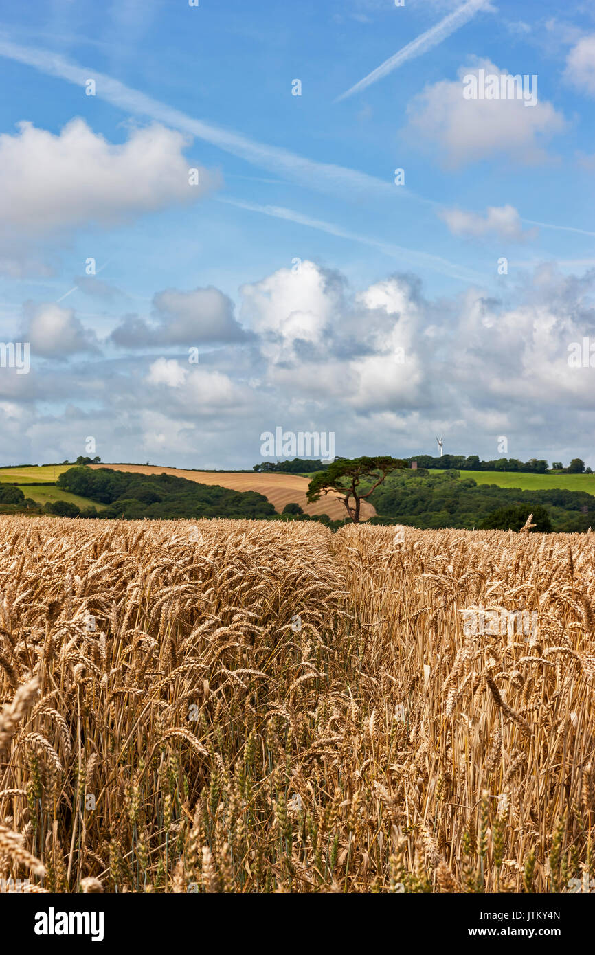 Wheat Field in Cornwall Stock Photo - Alamy