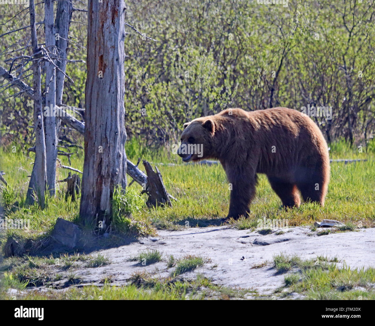 Brown bear in meadow Anchorage, Alaska Stock Photo - Alamy