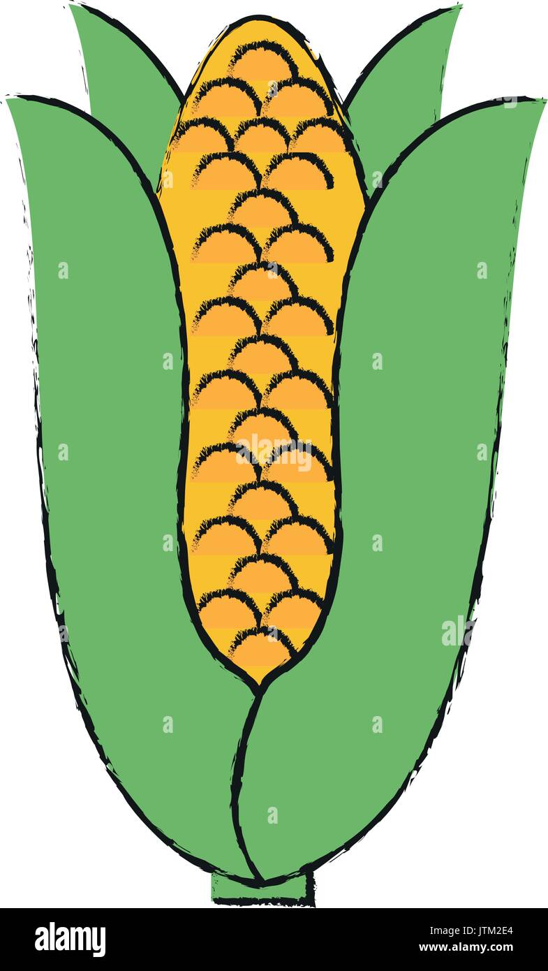 corn vector illustration Stock Vector Image & Art - Alamy
