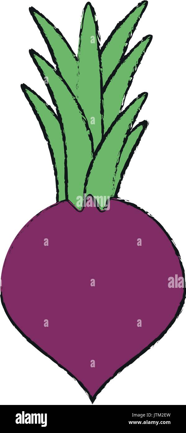 raddish vector illustration Stock Vector Image & Art - Alamy