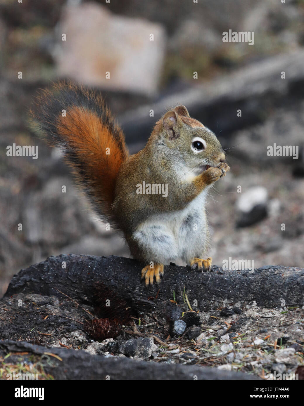 Alaska red squirrel hi-res stock photography and images - Alamy