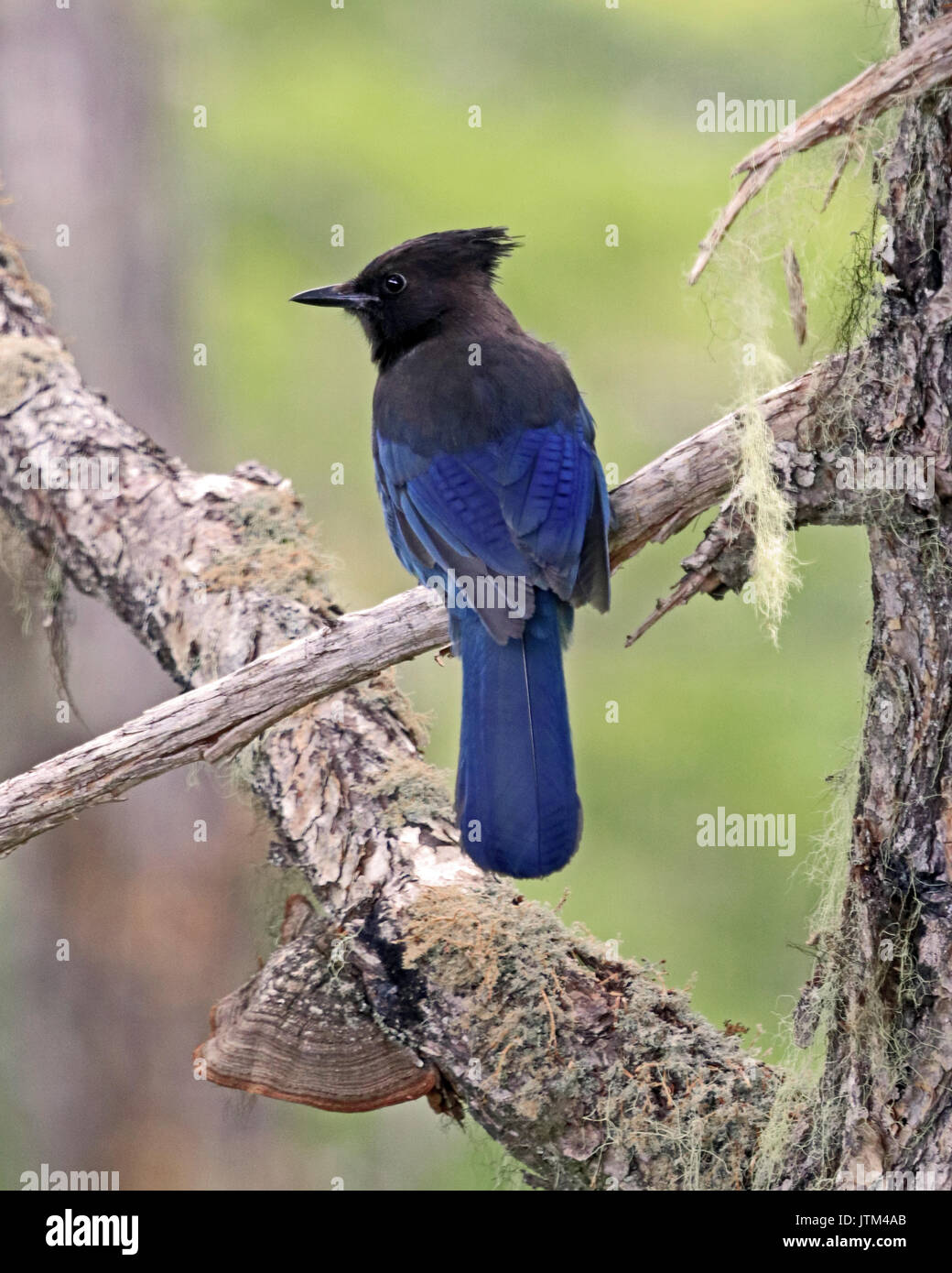 Steller's jay is also called the Mountain Jay, Pine jay and Long ...