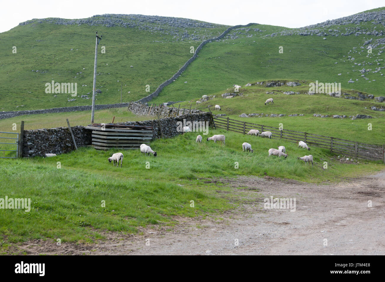 Sheep yard hill hi-res stock photography and images - Alamy