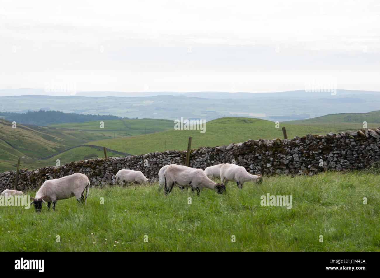 Upland Sheep Breeds High Resolution Stock Photography and Images - Alamy