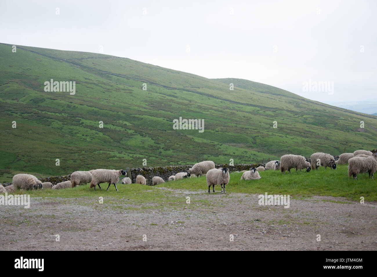 Sheep waiting to be clipped Stock Photo - Alamy