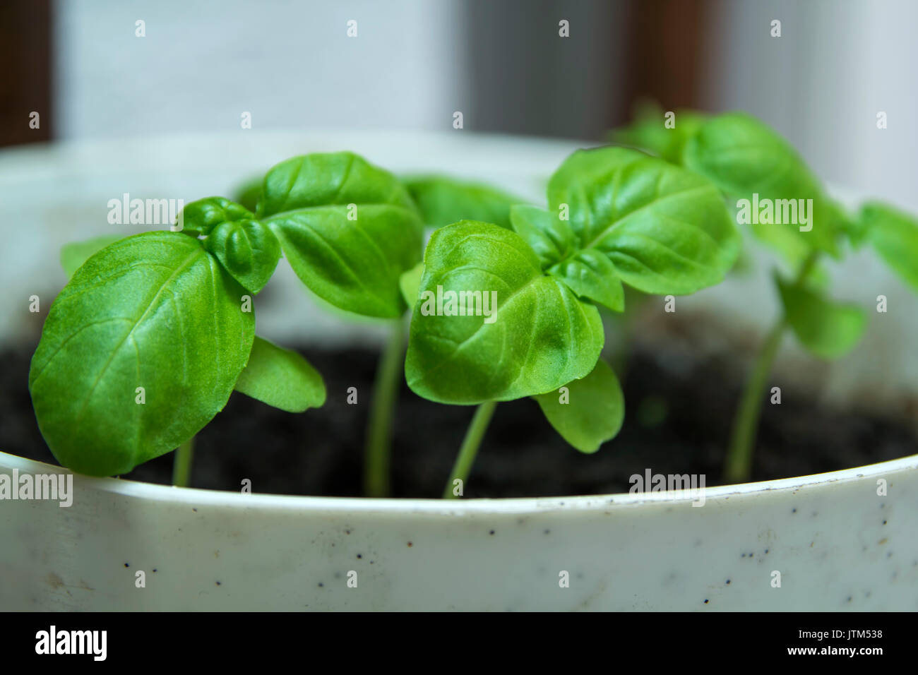 Basil in clay pot hi-res stock photography and images - Alamy