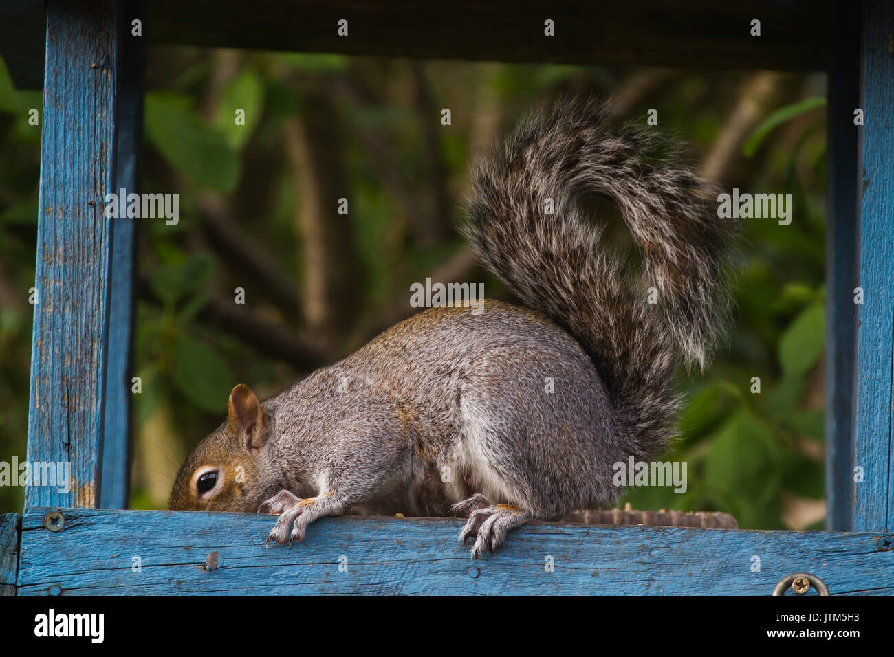 Grey squirrel on bird table hi-res stock photography and images - Alamy